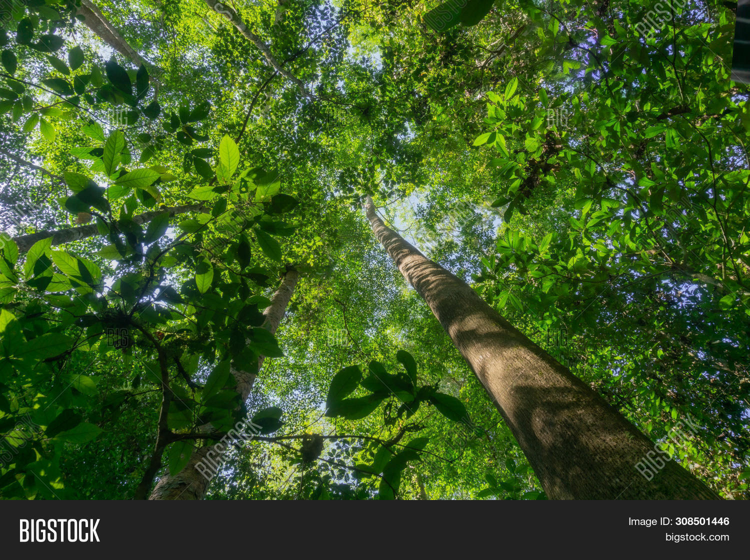 Rainforest Landscape Image & Photo (Free Trial) | Bigstock