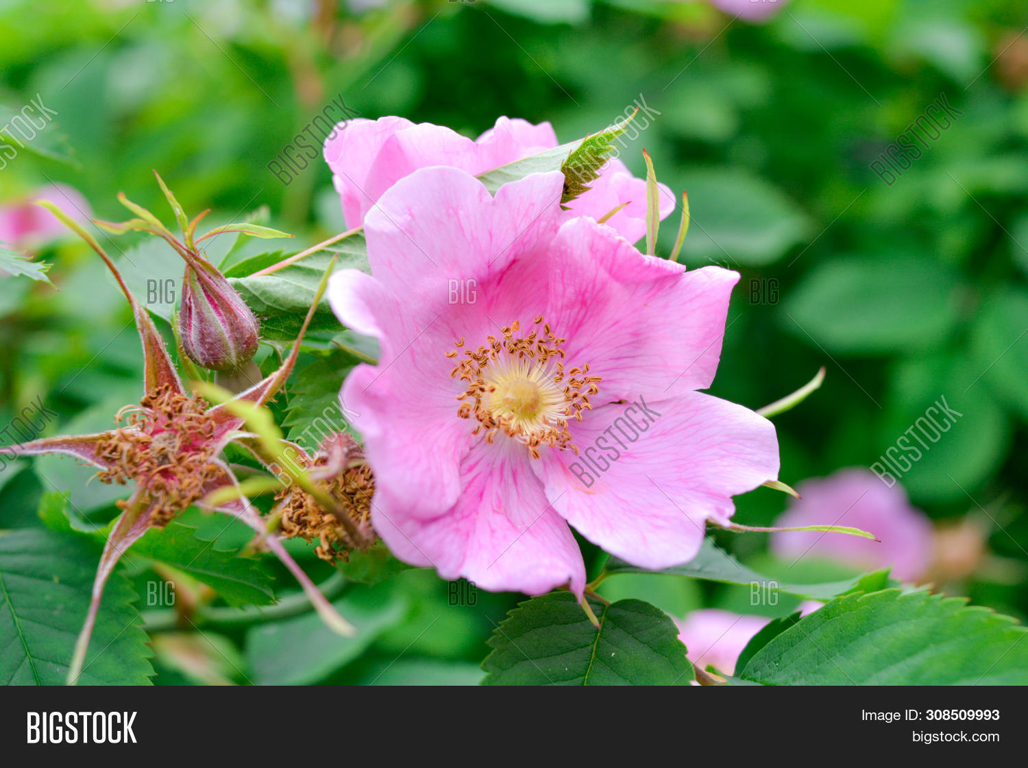 Closeup Pink Dogrose Image & Photo (Free Trial) | Bigstock