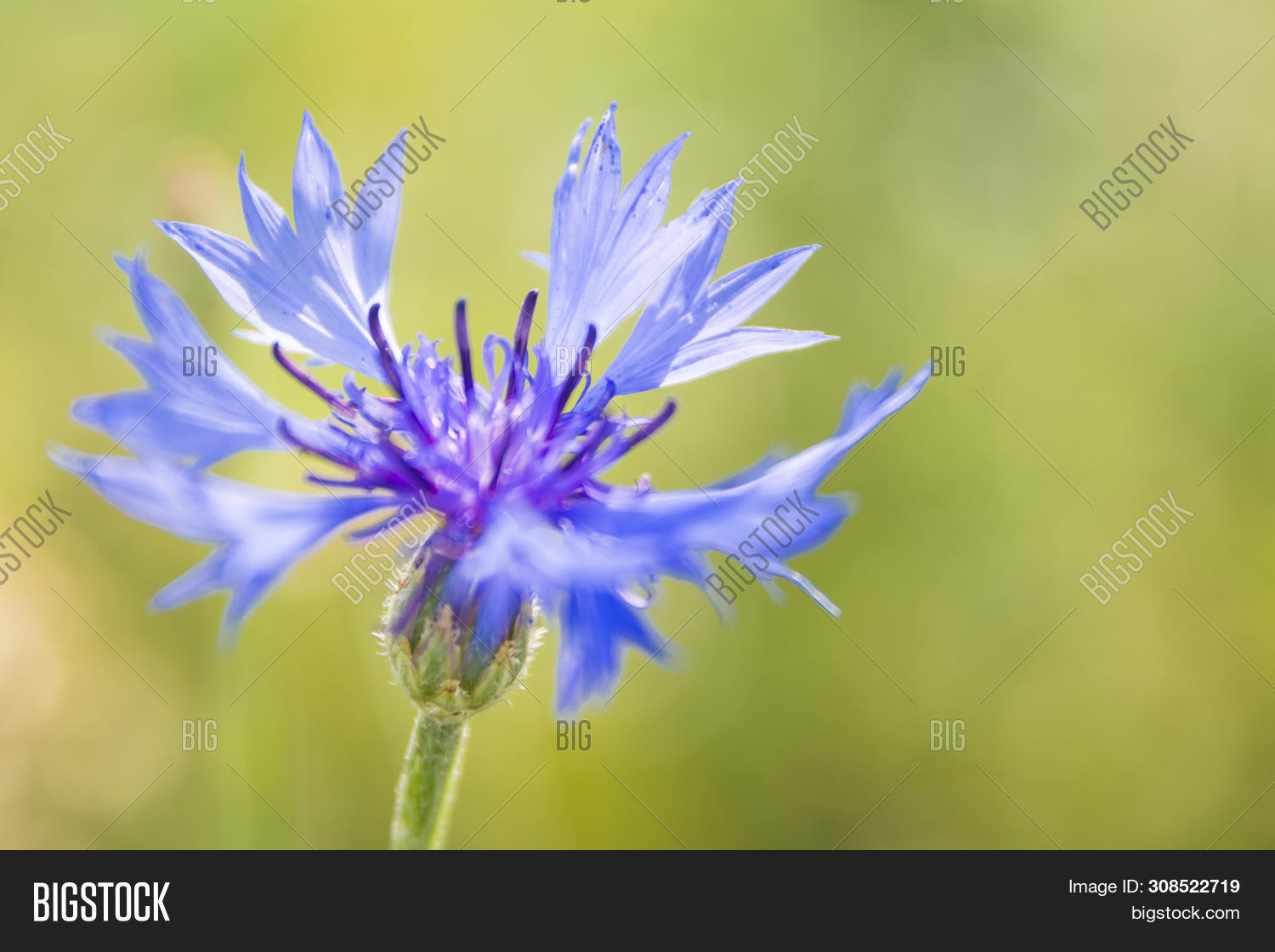 Blue Bachelor Button Image & Photo (Free Trial) | Bigstock