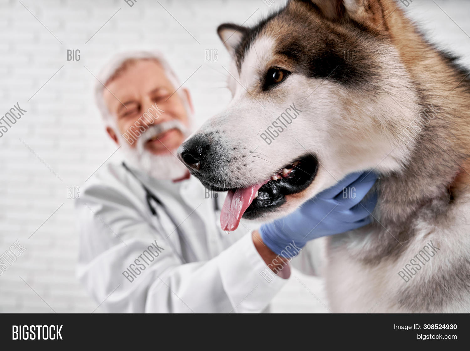 Happy Veterinarian Image & Photo (Free Trial) | Bigstock