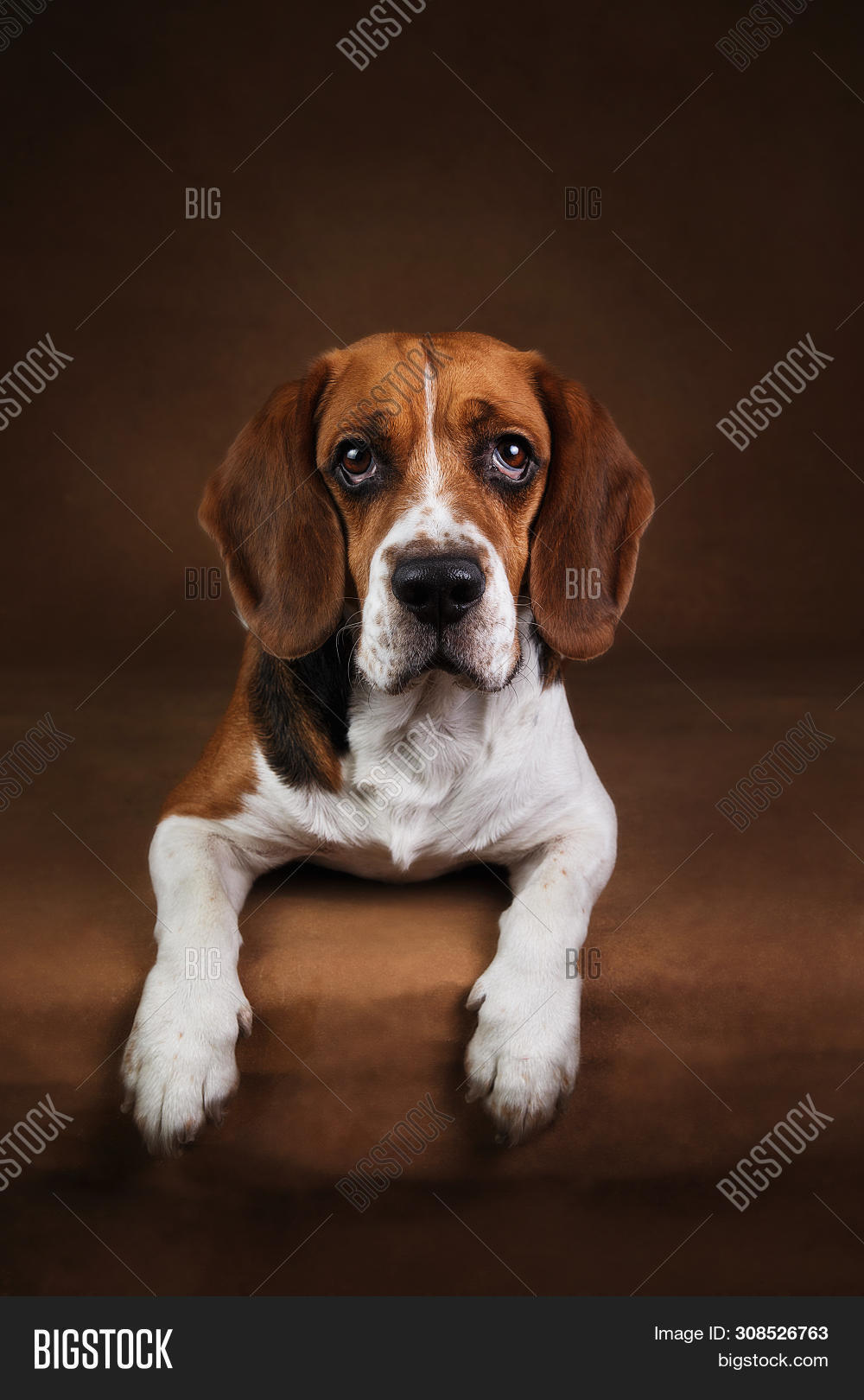 Cute Beagle Dog Image & Photo (Free Trial) | Bigstock