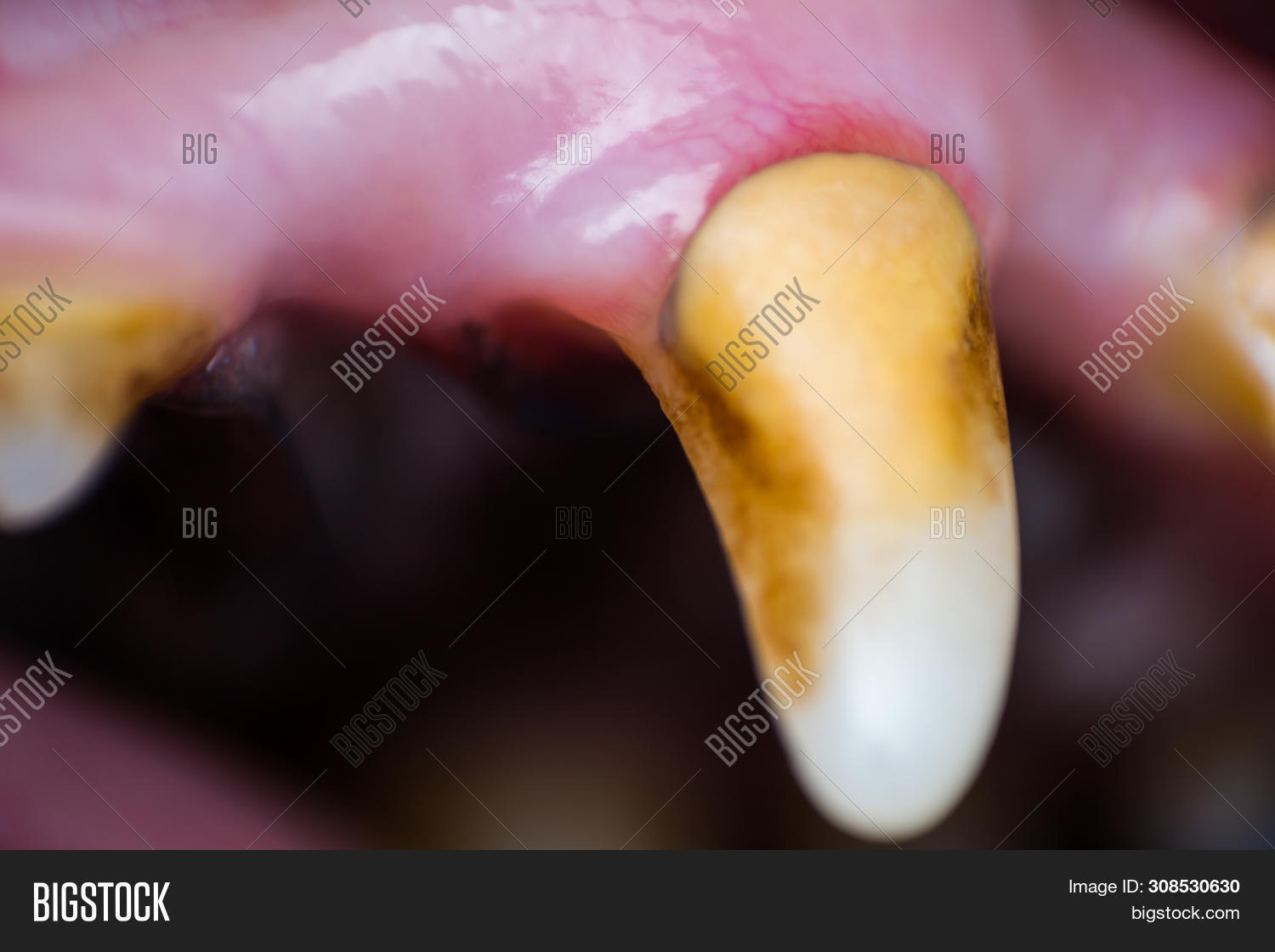 Macro Photo Dog Tooth Image & Photo (Free Trial) | Bigstock