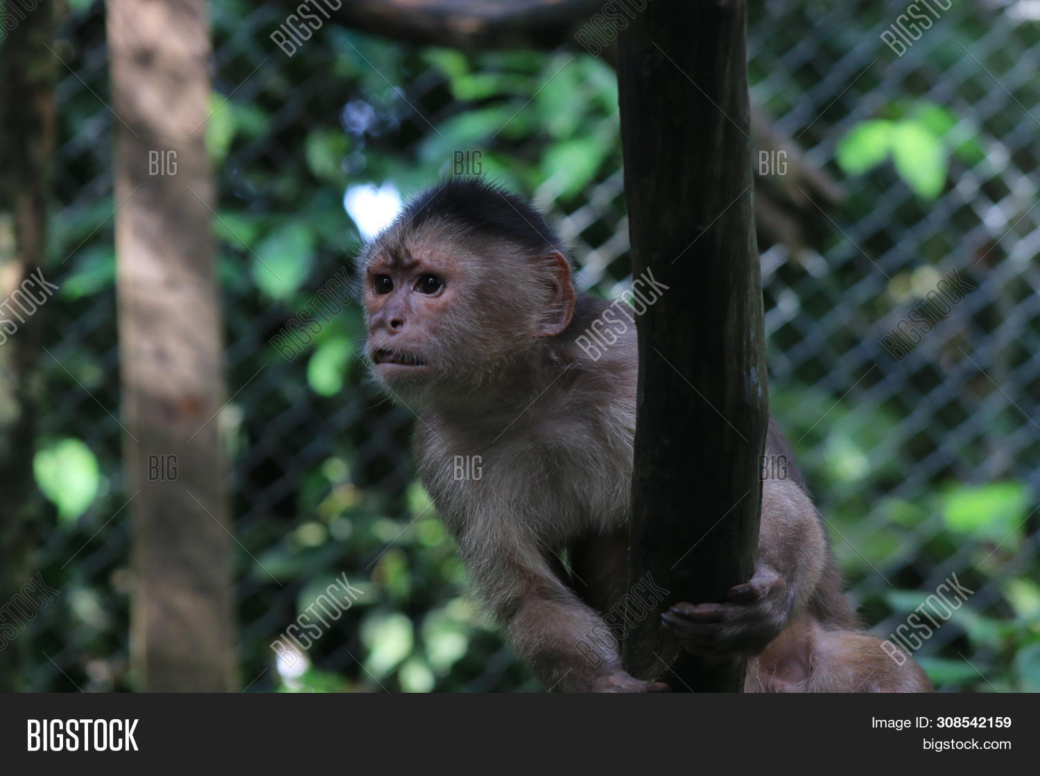 Grey Capuchin Monkey, Image & Photo (Free Trial) | Bigstock