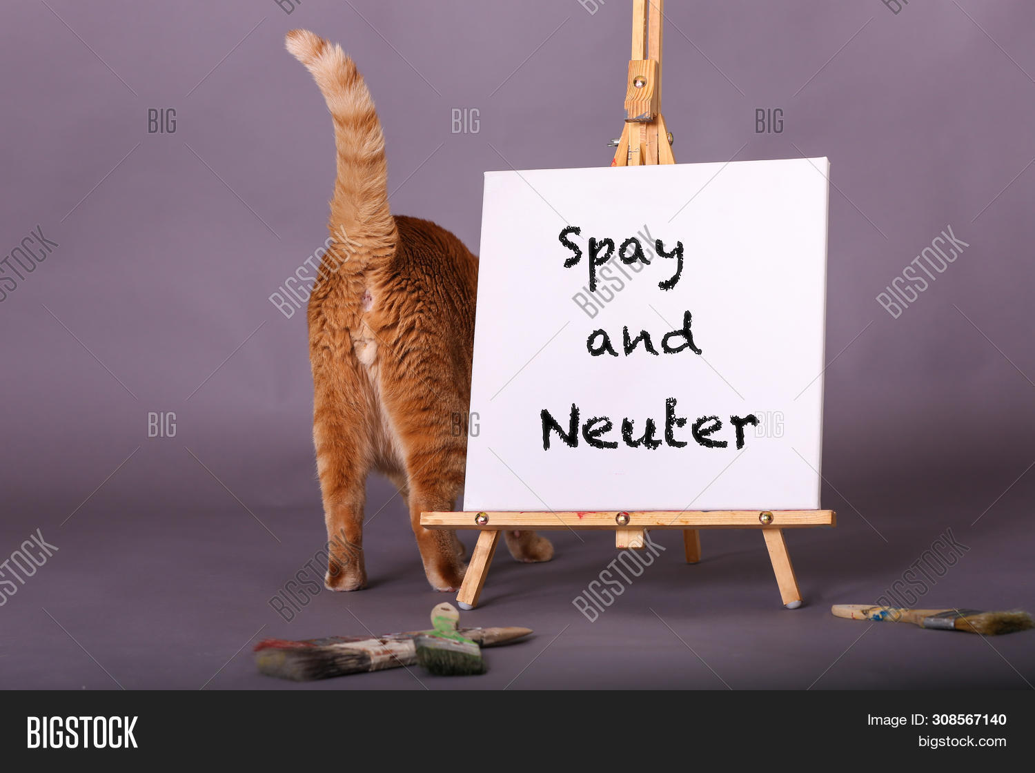 Cats Behind Tail Image & Photo (Free Trial) | Bigstock