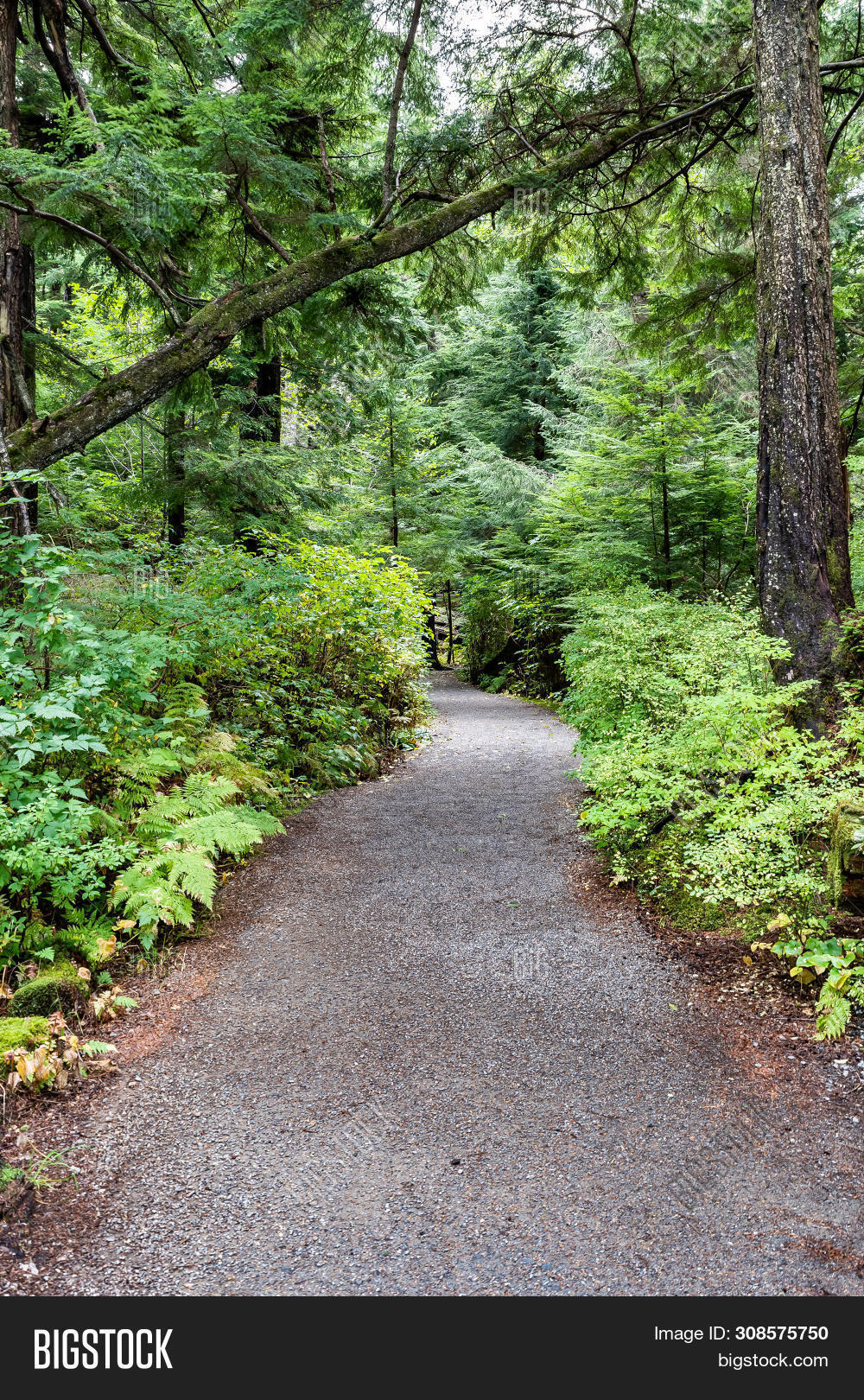 Empty Foot Path Trail Image & Photo (Free Trial) | Bigstock