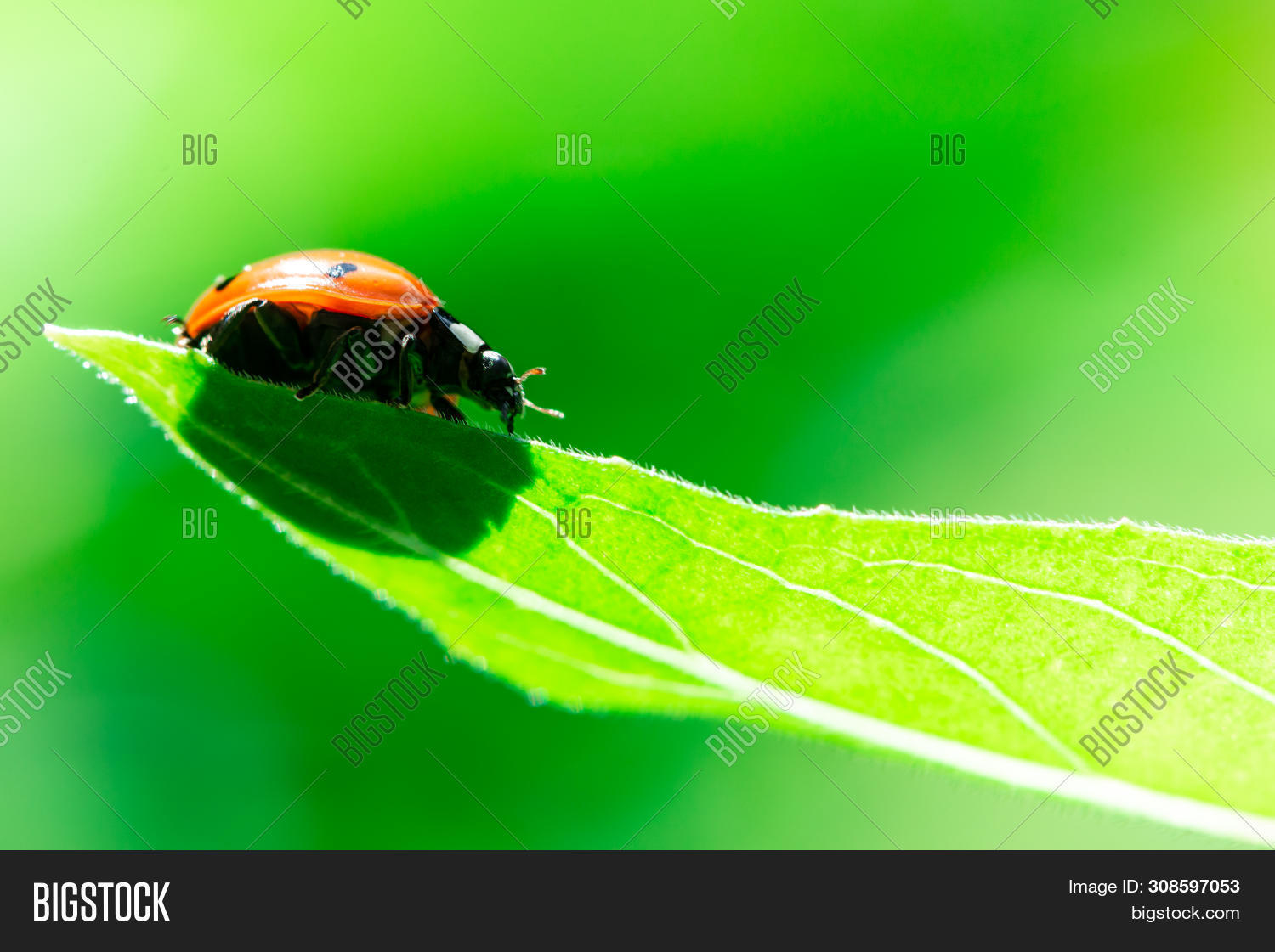 Ladybug Walks Down On Image & Photo (Free Trial) | Bigstock