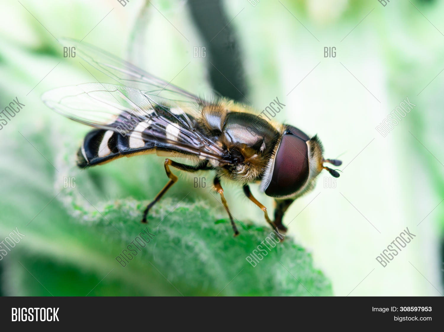 Hoverflies Just Image & Photo (Free Trial) | Bigstock