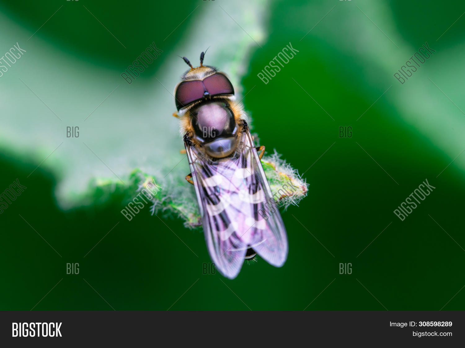Hoverflies Just Image & Photo (Free Trial) | Bigstock