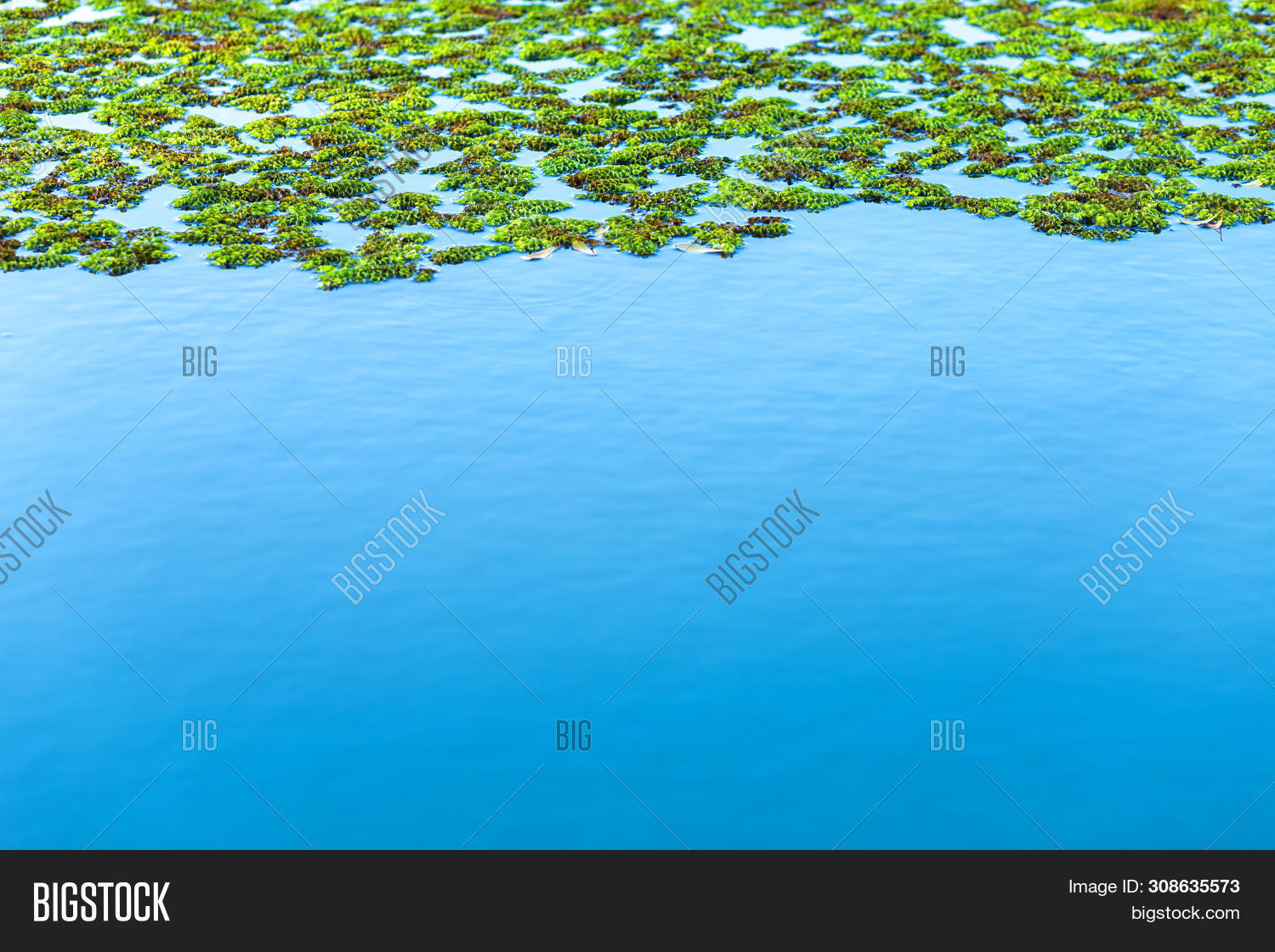 Natural Green Azolla Image & Photo (Free Trial) | Bigstock