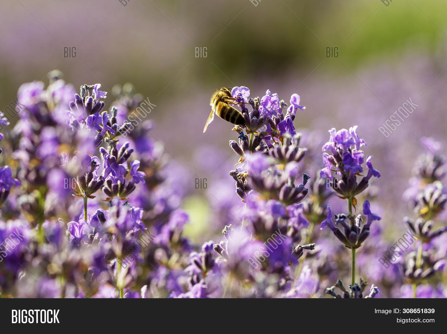 Lavender Flowers Sun Image & Photo (Free Trial) | Bigstock