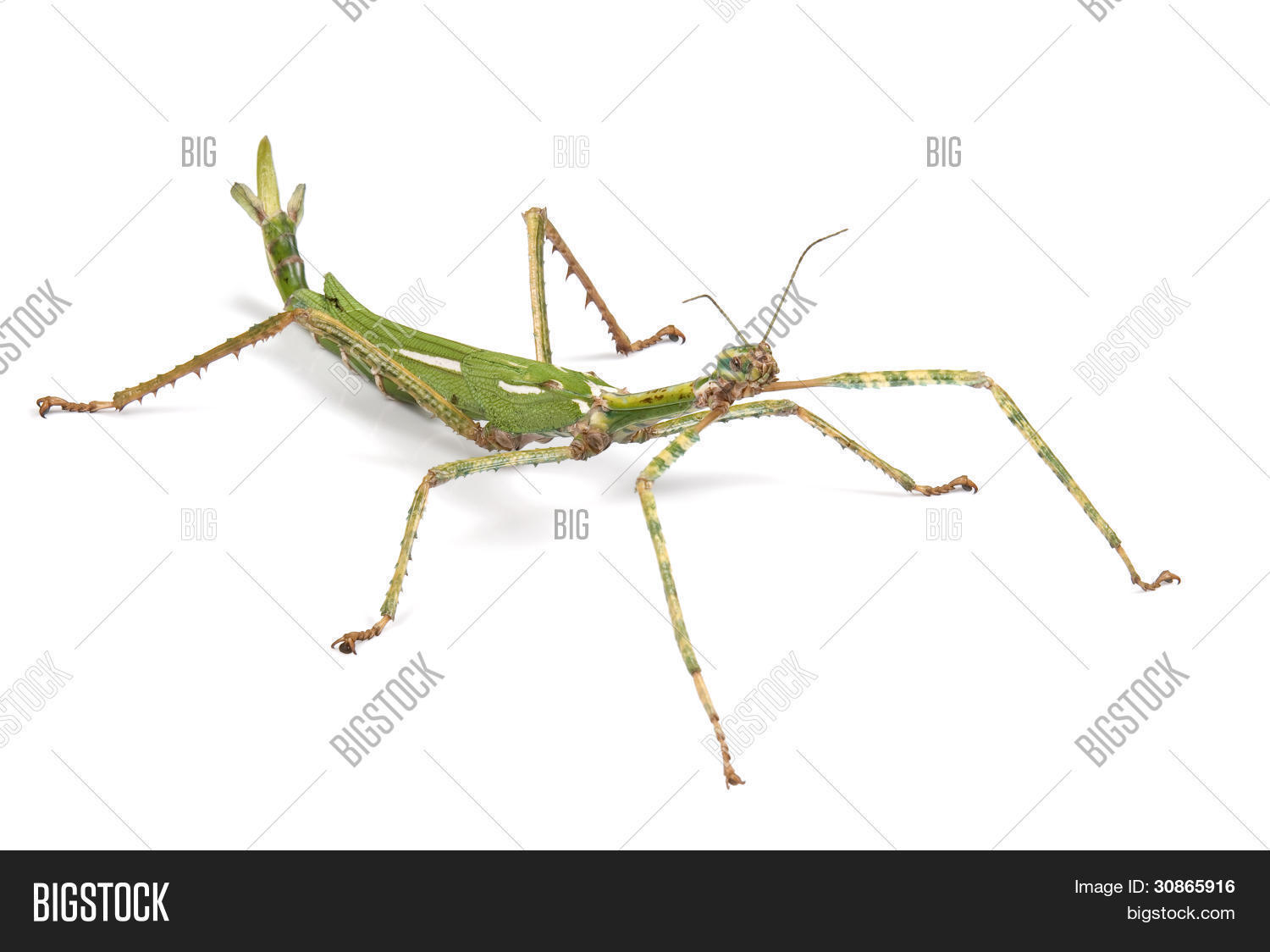 Giant Goliath Stick Image & Photo (Free Trial) | Bigstock