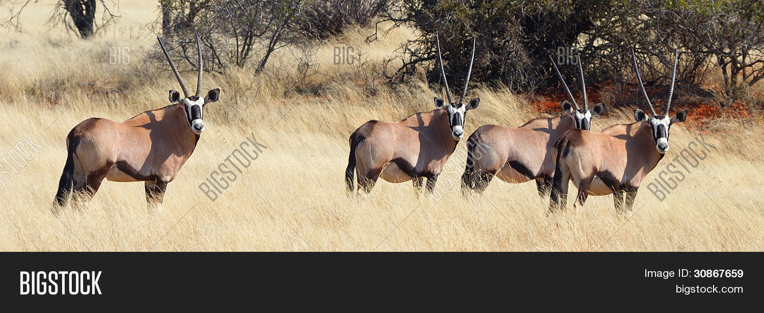 Orix (gemsbok) Bull Image & Photo (Free Trial) | Bigstock