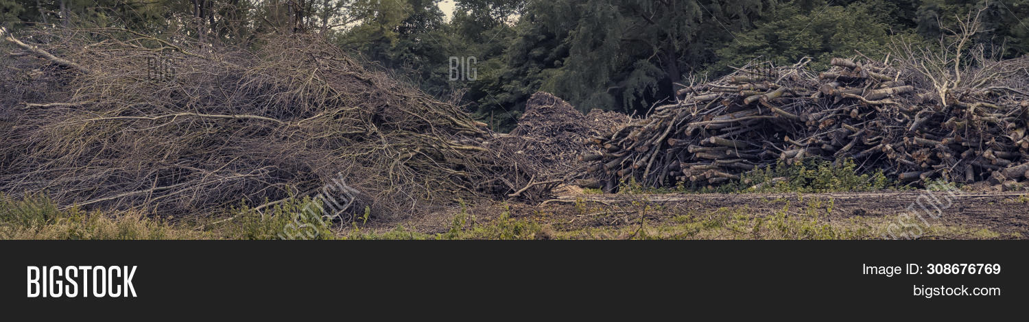 Broken Sticks Logs Image & Photo (Free Trial) | Bigstock