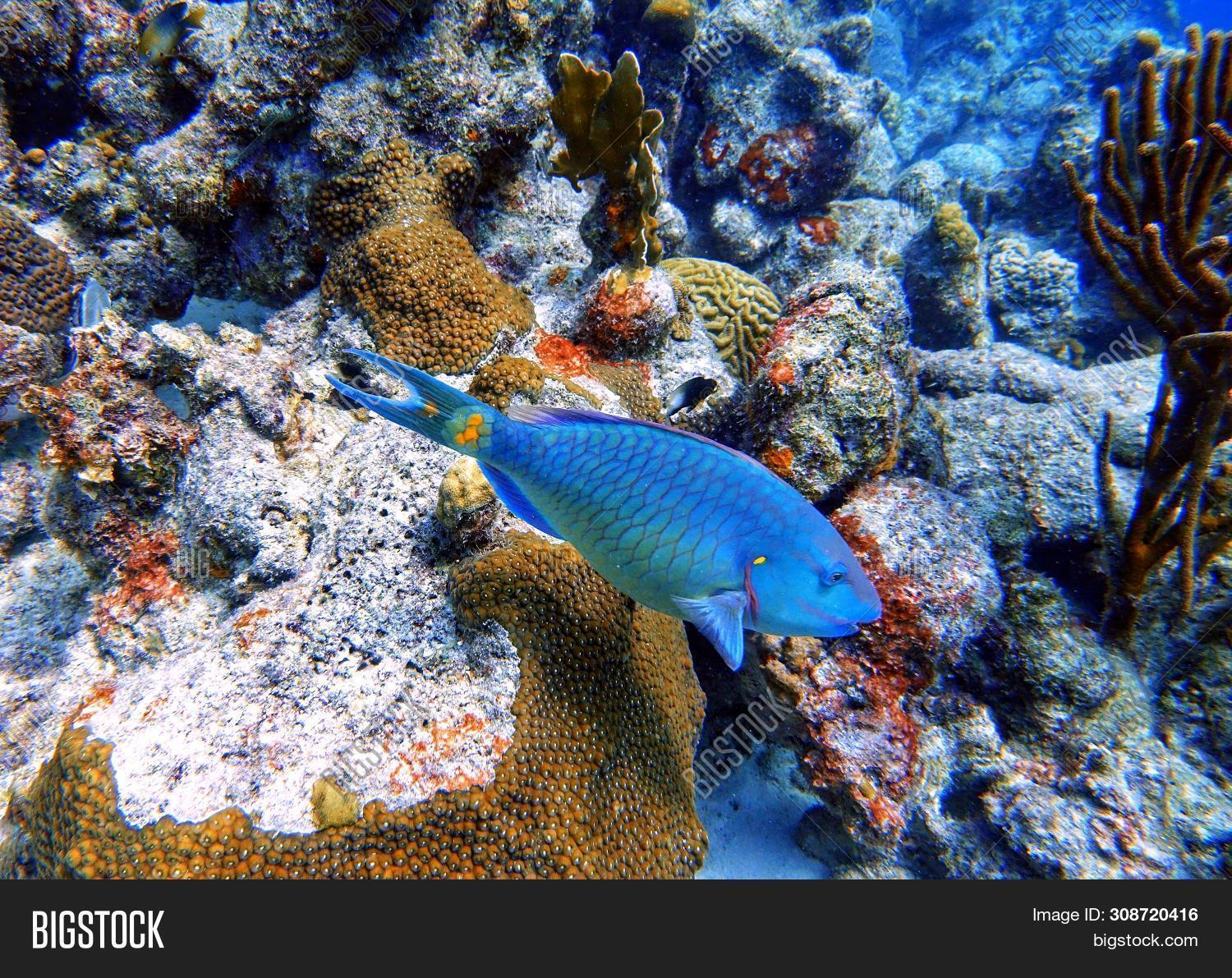Parrotfish Swimming Image & Photo (Free Trial) | Bigstock