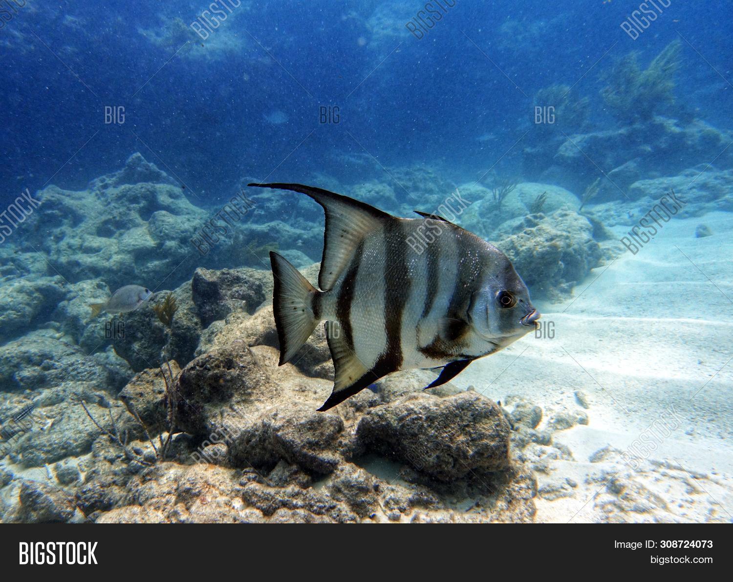 Spadefish Swimming Image & Photo (Free Trial) | Bigstock