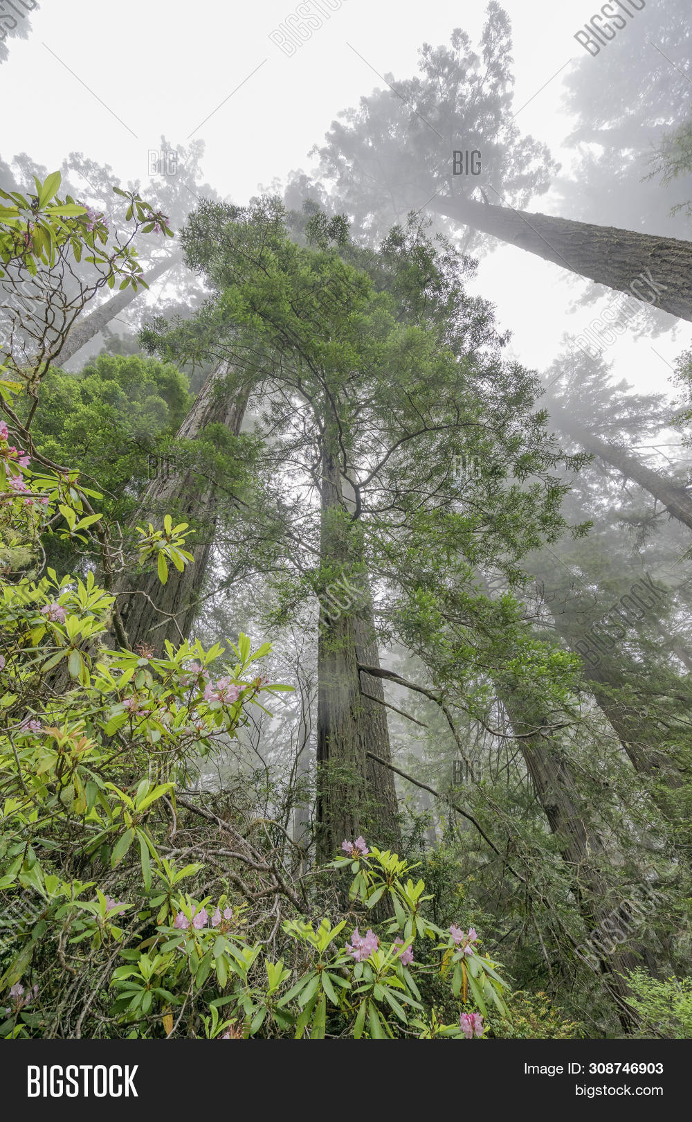 Coastal Mist Tall Image & Photo (Free Trial) | Bigstock