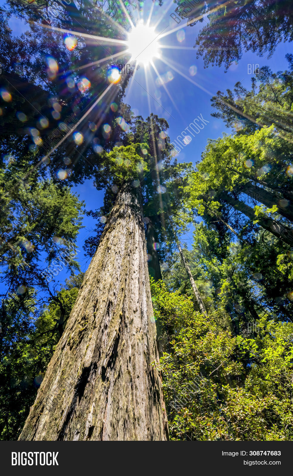 Sun Star Rays Green Image & Photo (Free Trial) | Bigstock