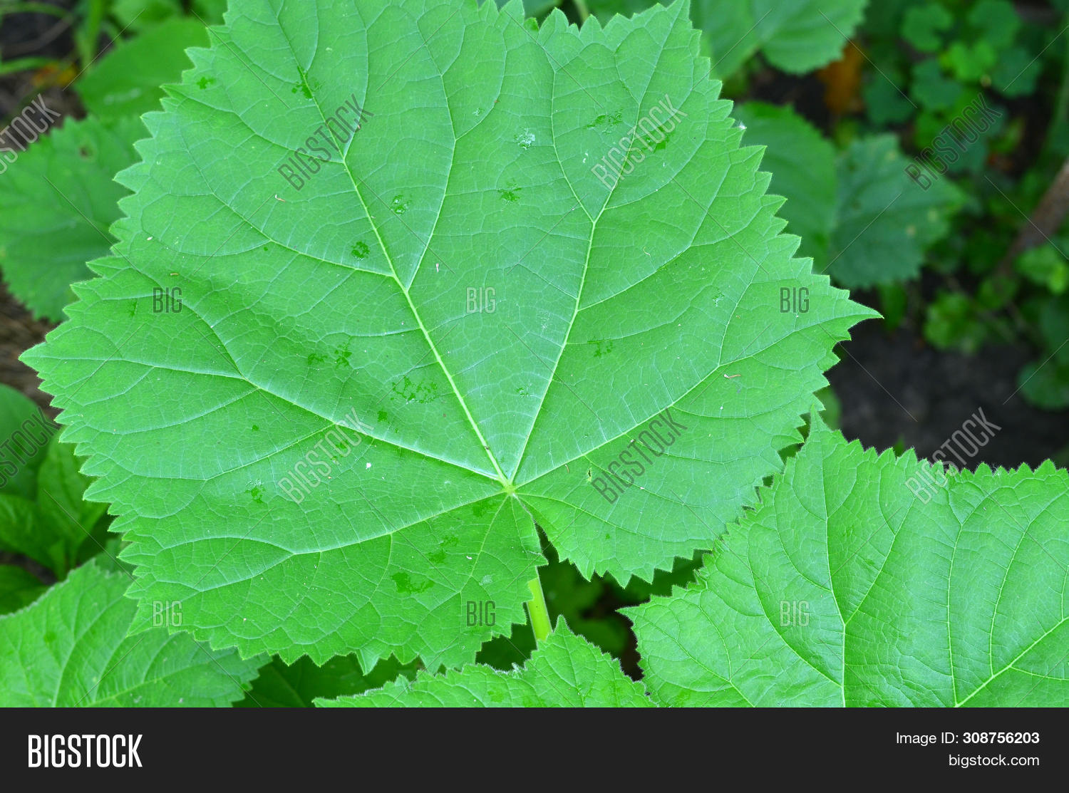Seedling Paulownia Image & Photo (Free Trial) | Bigstock