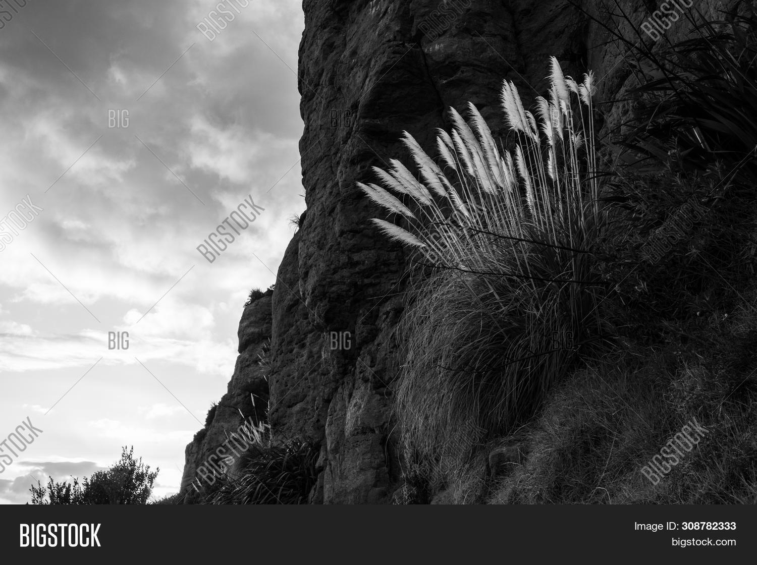 Toe Toe Growing Image & Photo (Free Trial) | Bigstock