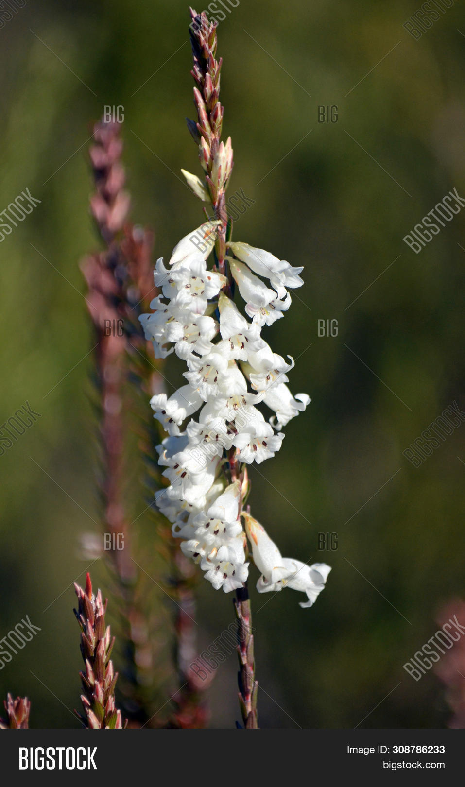 White Tubular Flowers Image & Photo (Free Trial) | Bigstock