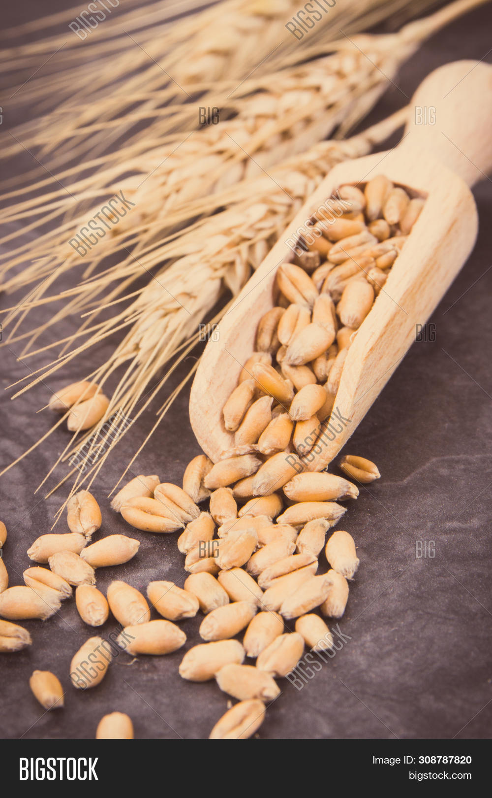 Rye Wheat Grains Image & Photo (Free Trial) | Bigstock