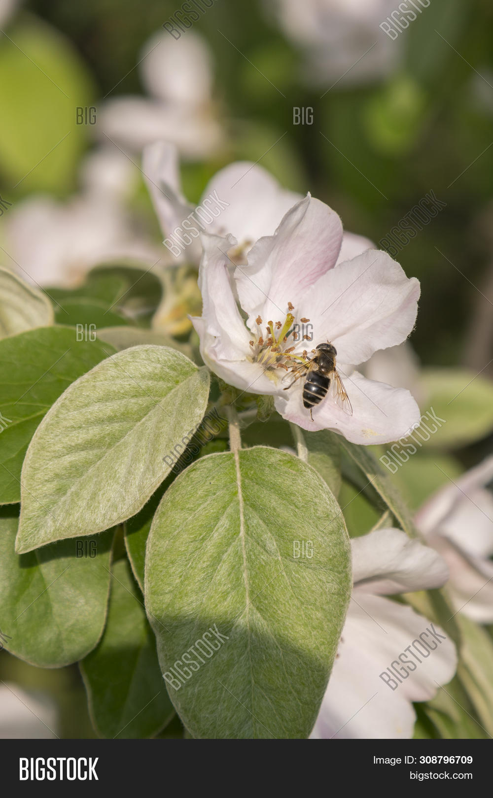 Close Bumble Bee On Image & Photo (Free Trial) | Bigstock