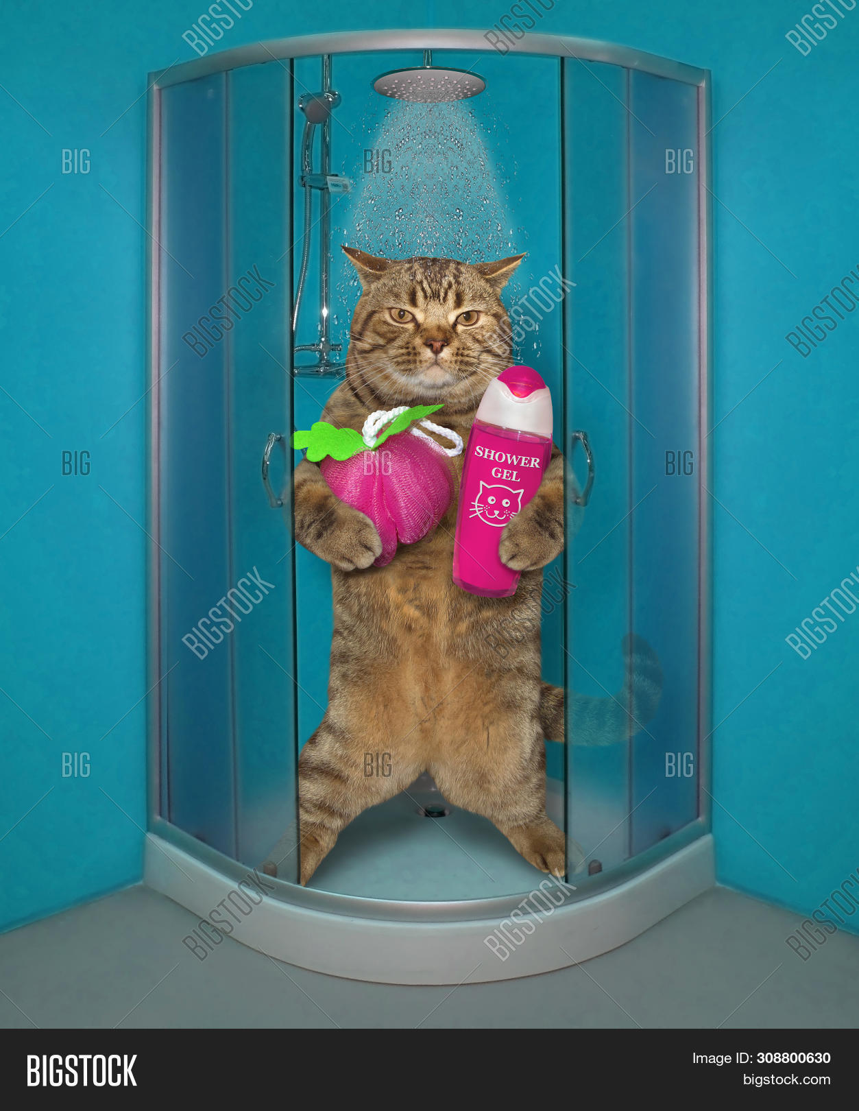 Cat Pink Sponge Image & Photo (Free Trial) | Bigstock