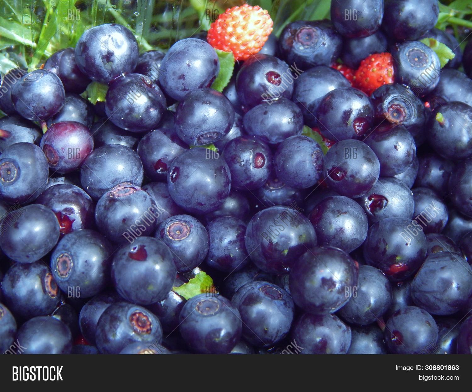 Ripe Blueberries Wild Image & Photo (Free Trial) | Bigstock
