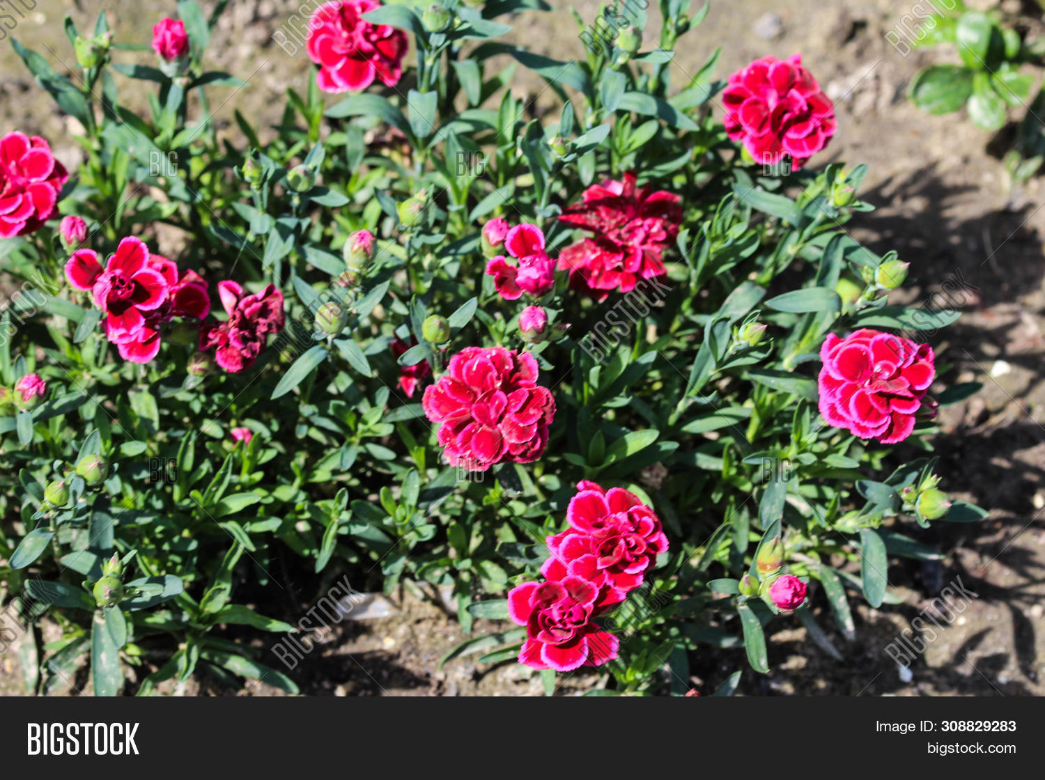 Dianthus Caryophyllus