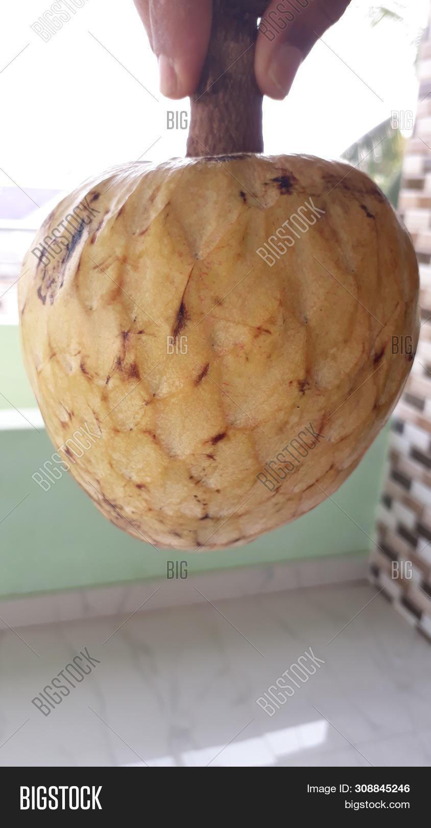 Annona Reticulata Image & Photo (Free Trial) | Bigstock