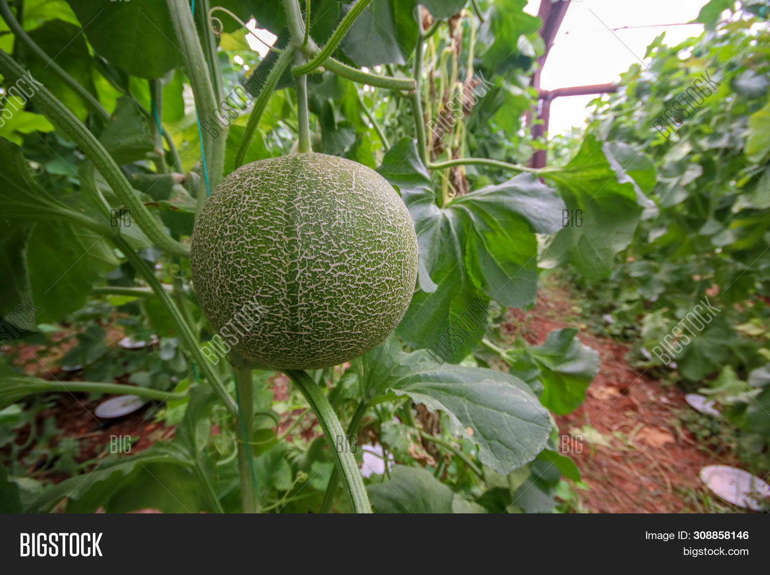 Melon Cantaloupe Image & Photo (Free Trial) | Bigstock