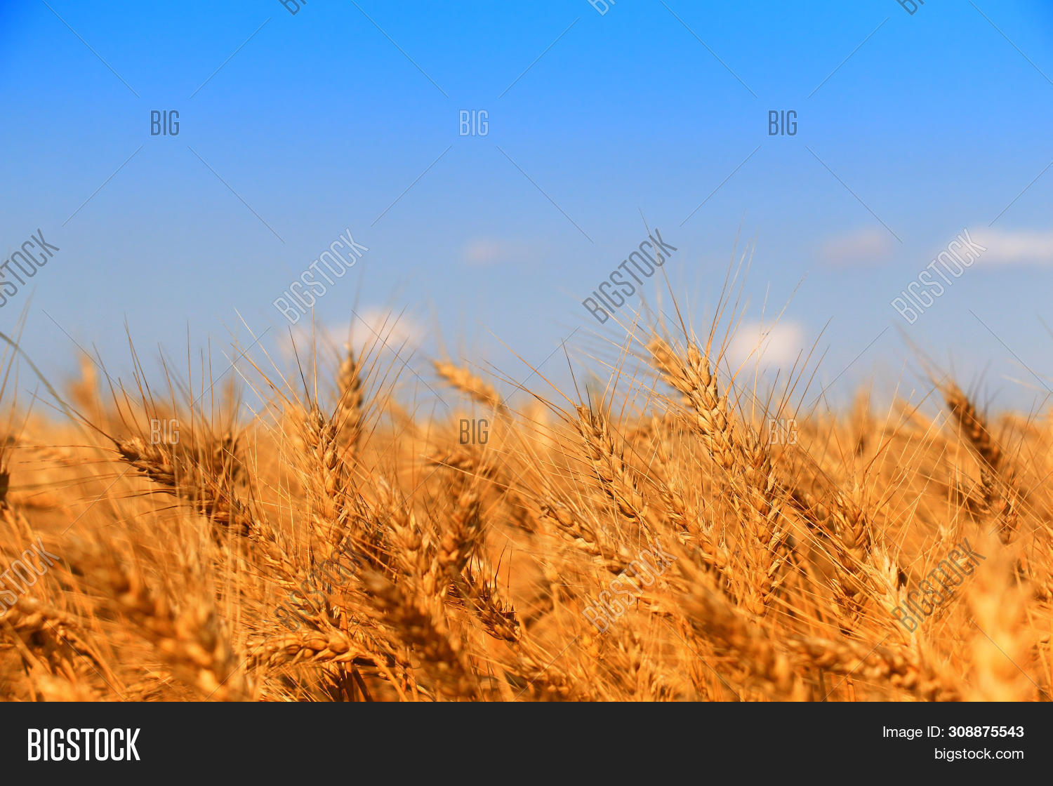 Detail Barley Spike Image & Photo (Free Trial) | Bigstock