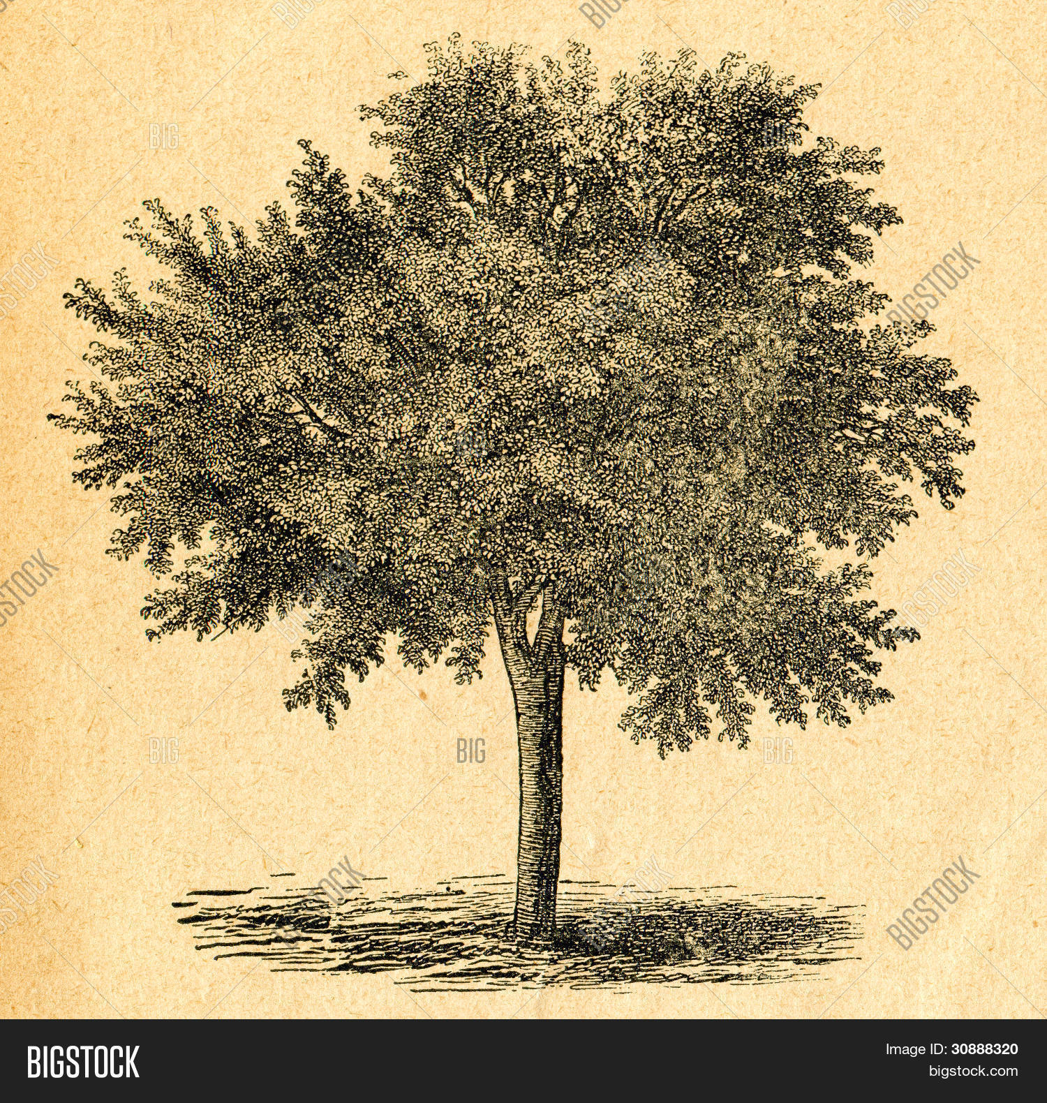 Cherry Tree - Old Image & Photo (Free Trial) | Bigstock