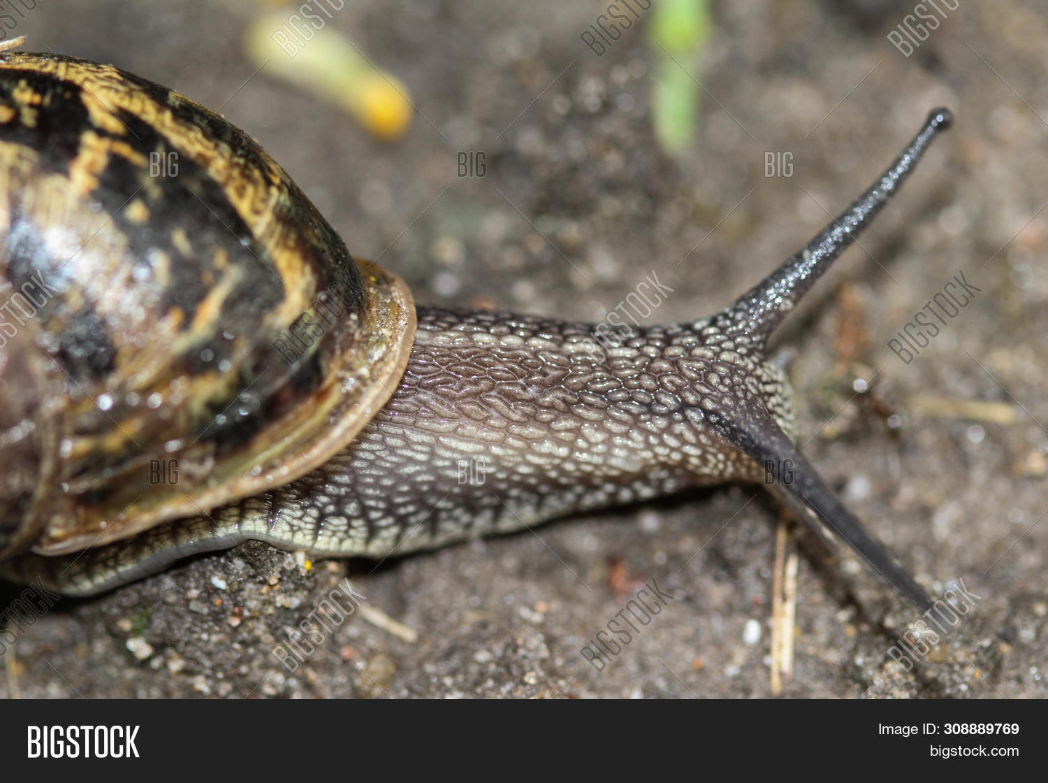Close Garden Snail On Image & Photo (Free Trial) | Bigstock