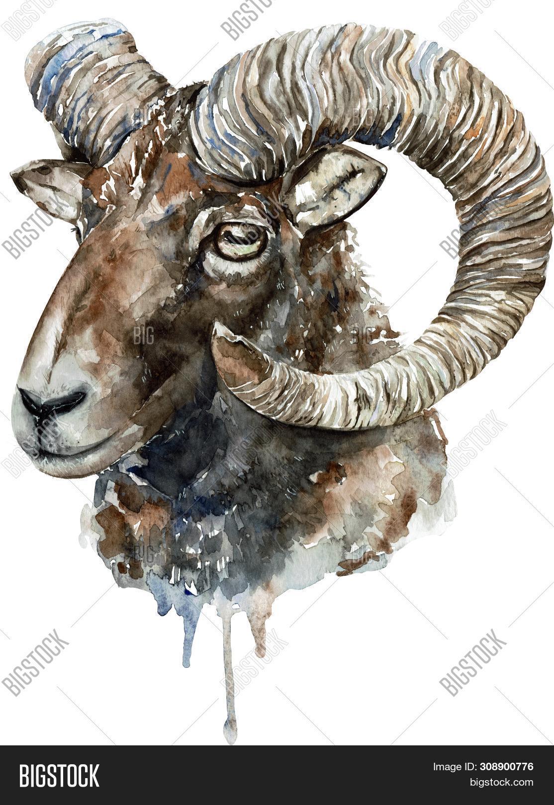 Altai Argali Image & Photo (Free Trial) | Bigstock