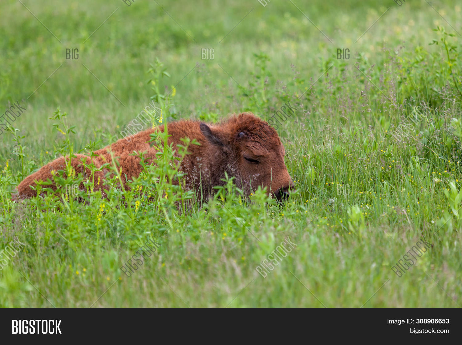 Small Baby Bison Image & Photo (Free Trial) | Bigstock