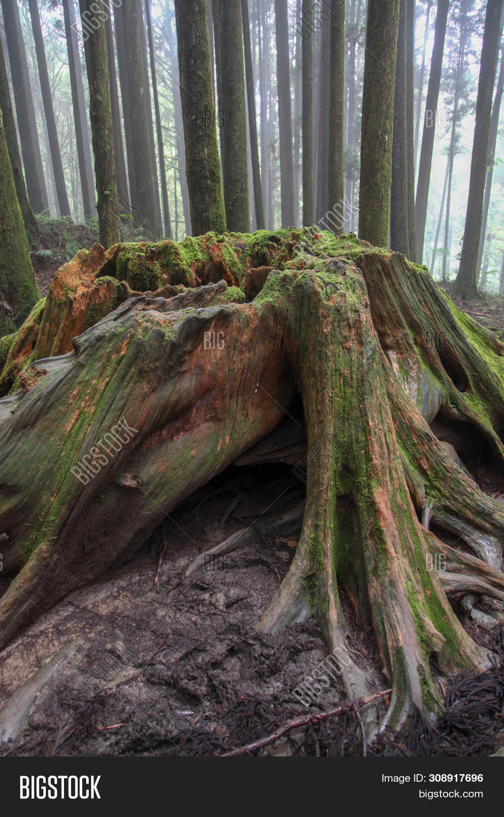 Old Big Tree Alishan Image & Photo (Free Trial) | Bigstock