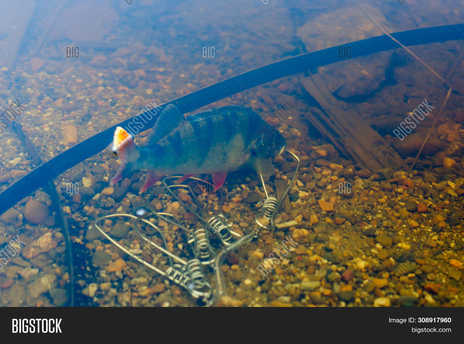 Caught Perch Fish Image & Photo (Free Trial) | Bigstock