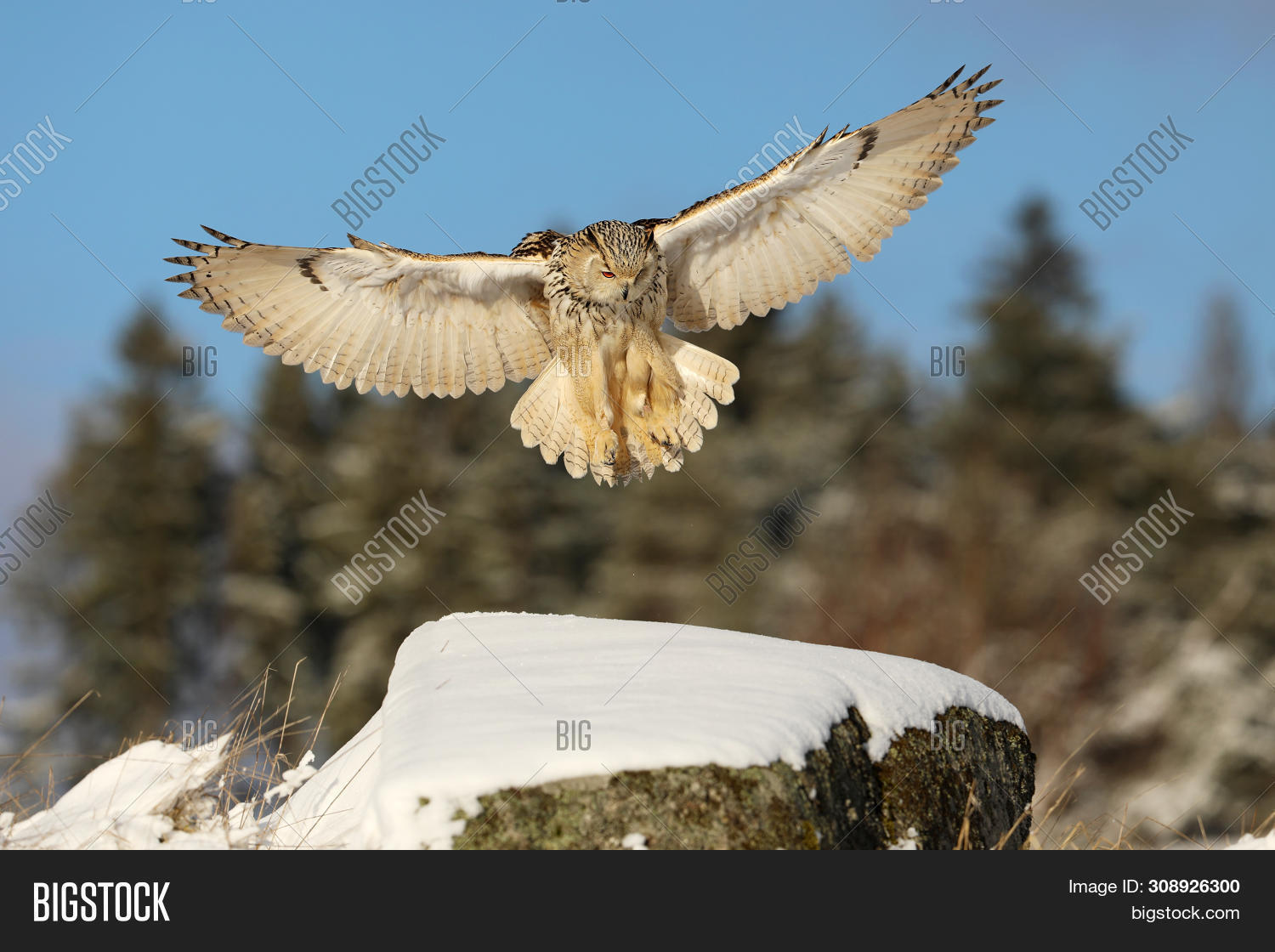 Eastern Siberian Eagle Image & Photo (Free Trial) | Bigstock