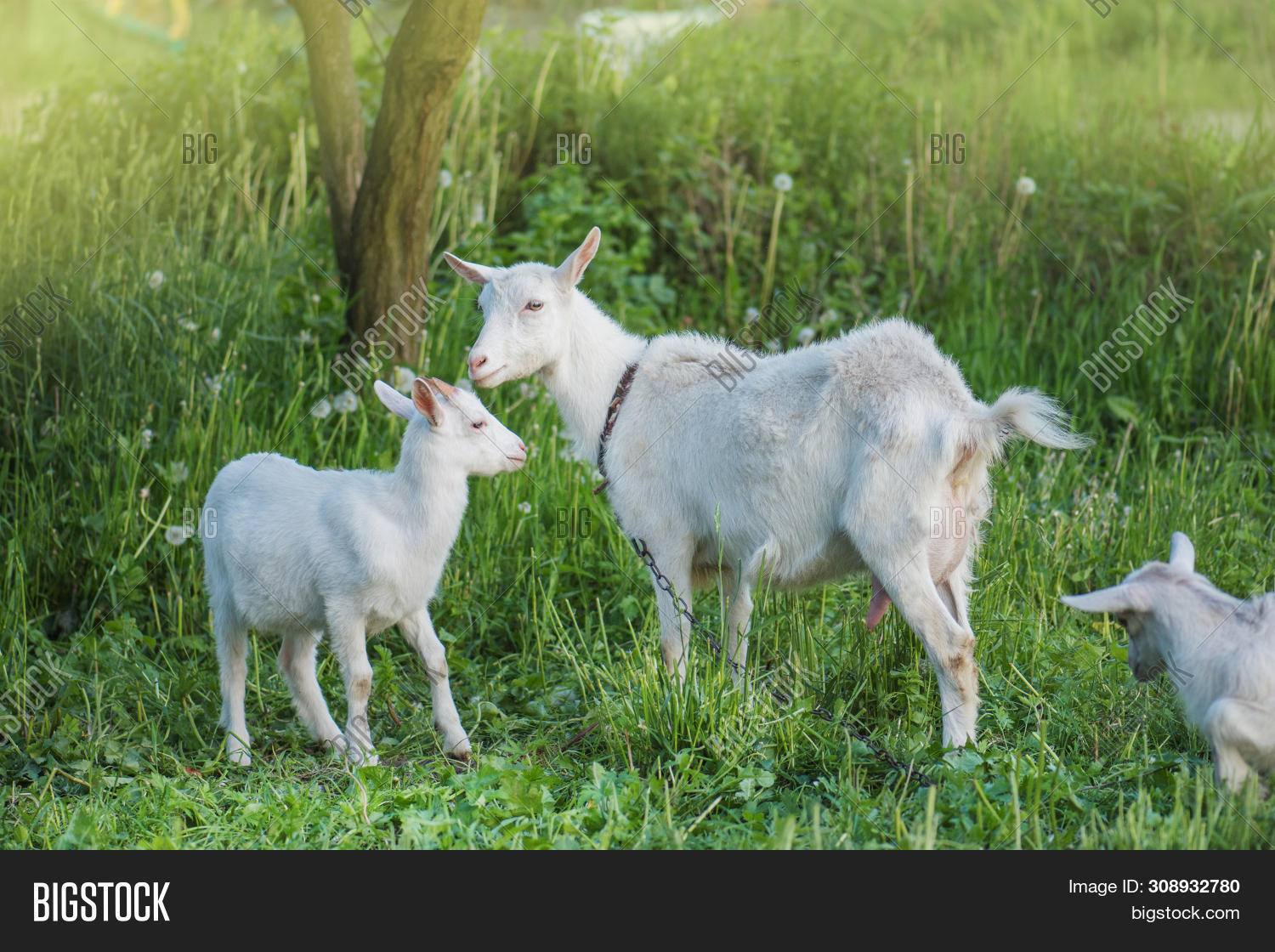 Goats On Family Farm. Image & Photo (Free Trial) | Bigstock