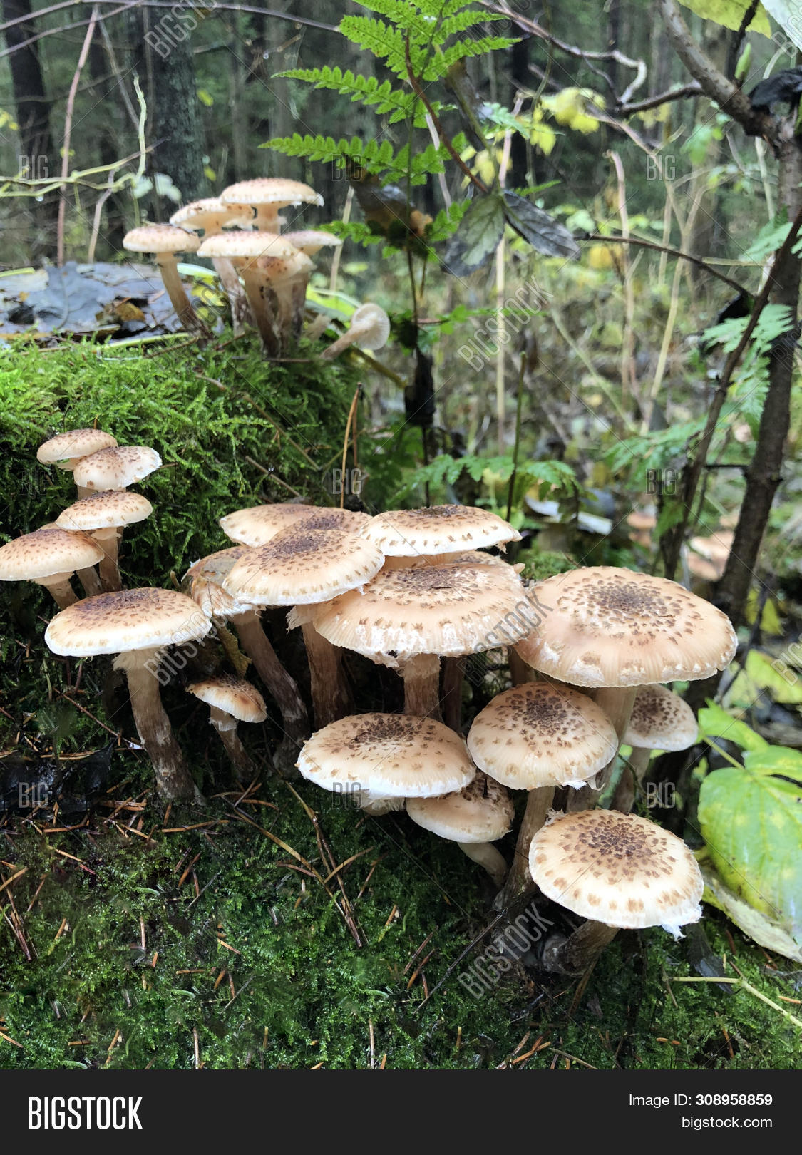 Edible Forest Mushroom Image & Photo (Free Trial) | Bigstock