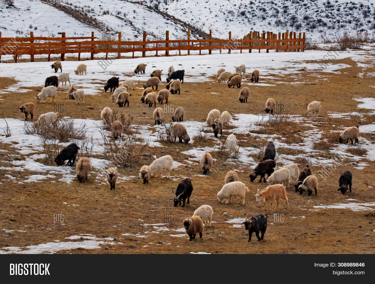 Russia. Mountain Altai Image & Photo (Free Trial) | Bigstock