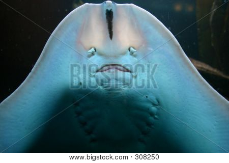 Skate Fish Image & Photo (Free Trial) | Bigstock