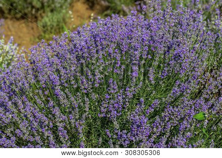 Lavender Flowers Sun Image & Photo (Free Trial) | Bigstock