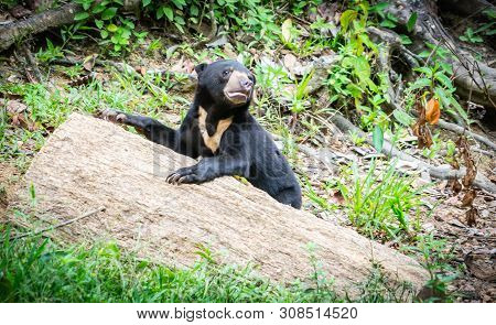 Malayan Sun Bear Image & Photo (Free Trial) | Bigstock