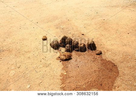 Fresh Elephant's Feces Image & Photo (Free Trial) | Bigstock