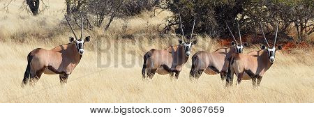 Orix (gemsbok) Bull Image & Photo (Free Trial) | Bigstock