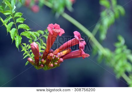Campsis Tecoma Image & Photo (Free Trial) | Bigstock