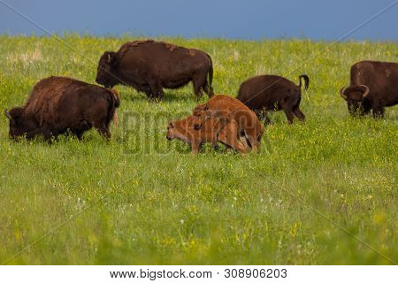 Baby Bison On Back Image & Photo (Free Trial) | Bigstock
