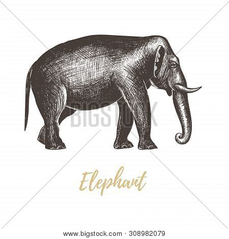 Elephant Hand Drawing Vector & Photo (Free Trial) | Bigstock